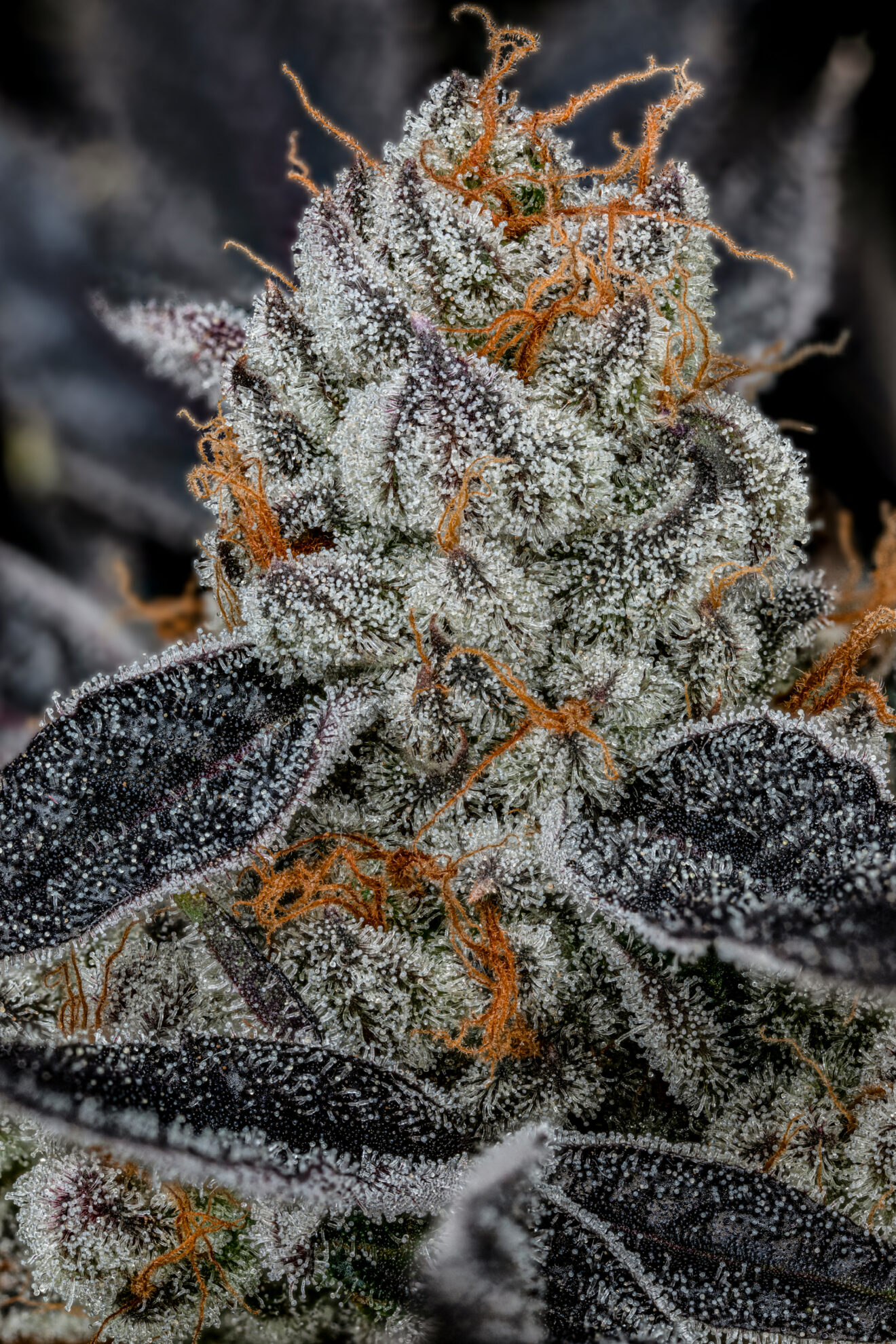 SHWALE's High-Yield Hash Strains: Farmhouse Studio Genetics - Hashtek