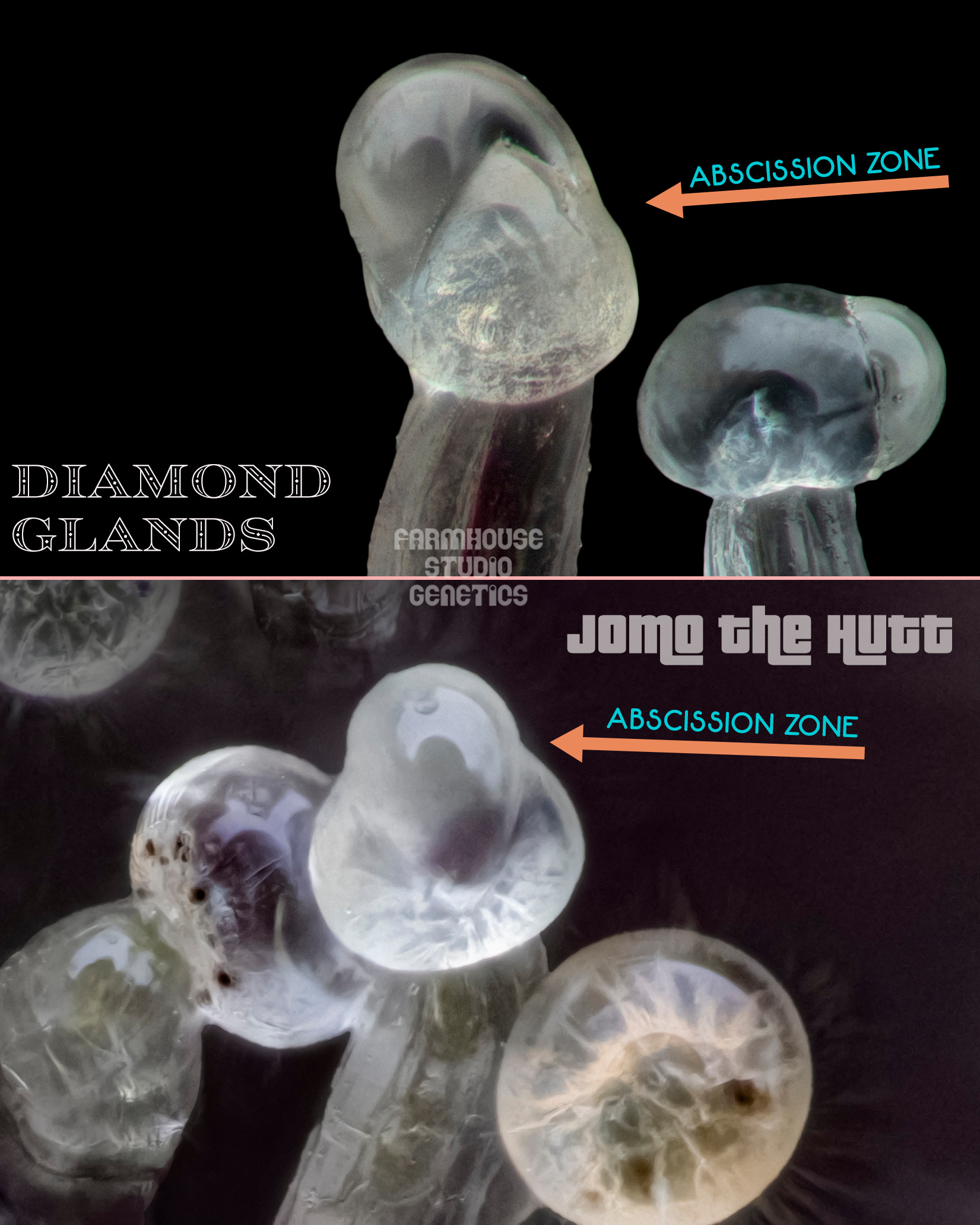 SHWALE's High-Yield Hash Strains: Farmhouse Studio Genetics - Hashtek